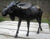 Identify Your Breyer - Moose